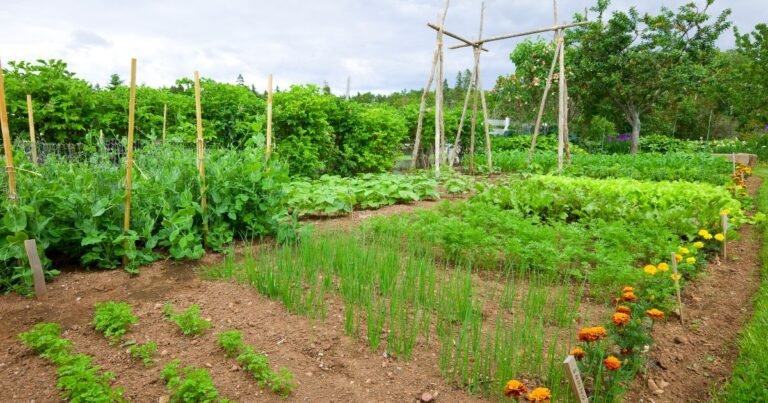 The Perfect Italian Vegetable Garden - How To Guide - All Roads Lead To ...