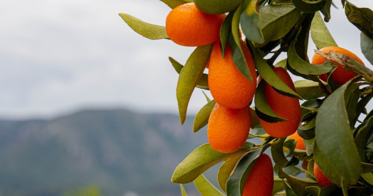 What Is A Kumquat Tree: Citrus Care Kumquat Trees For Sale - All Roads ...